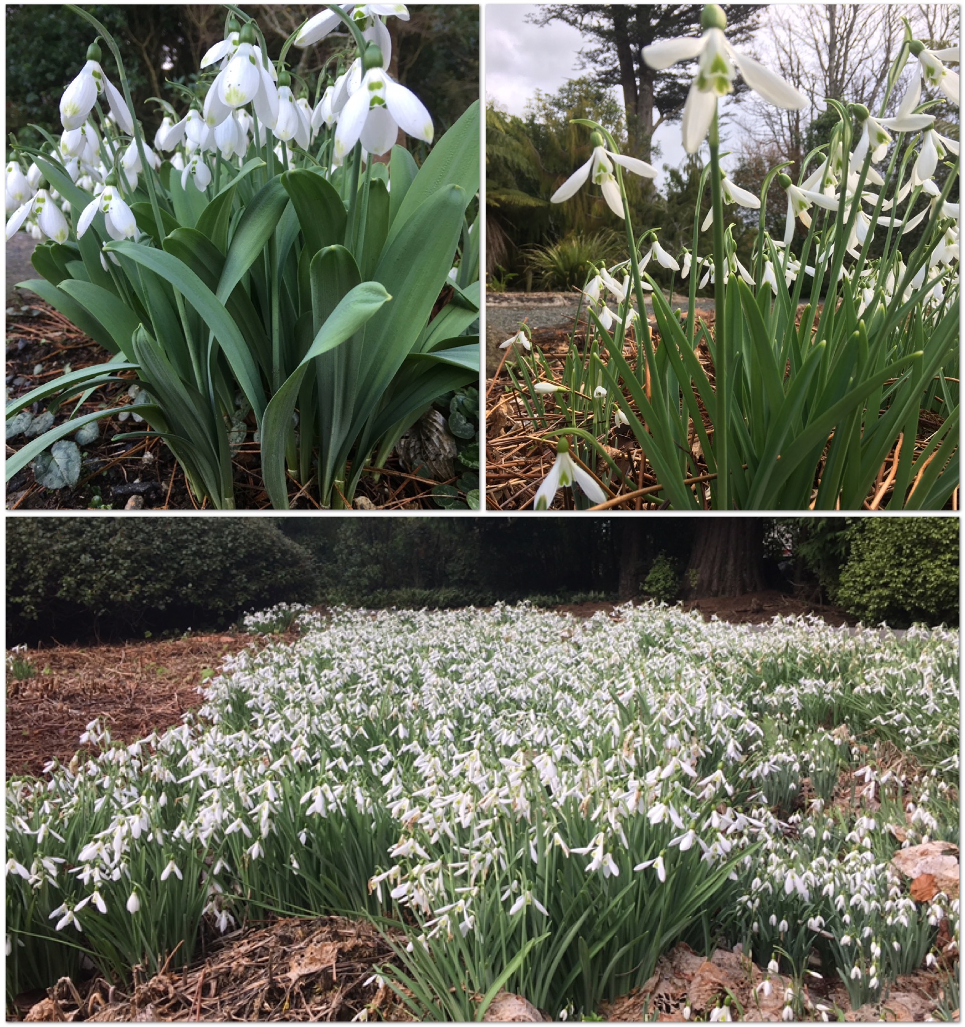 Snow Drop Queen – Judith Cullen