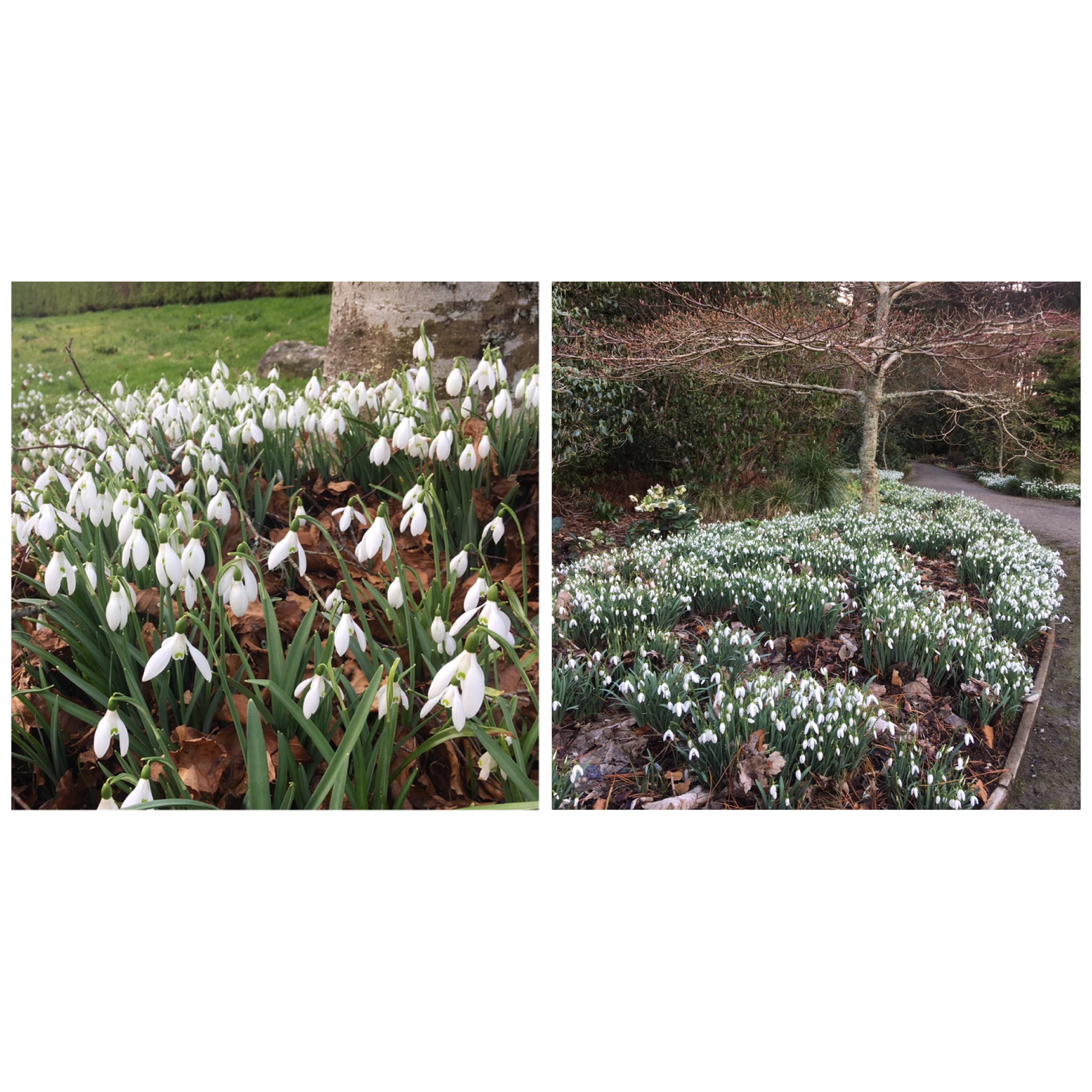 Snow Drop Queen – Judith Cullen